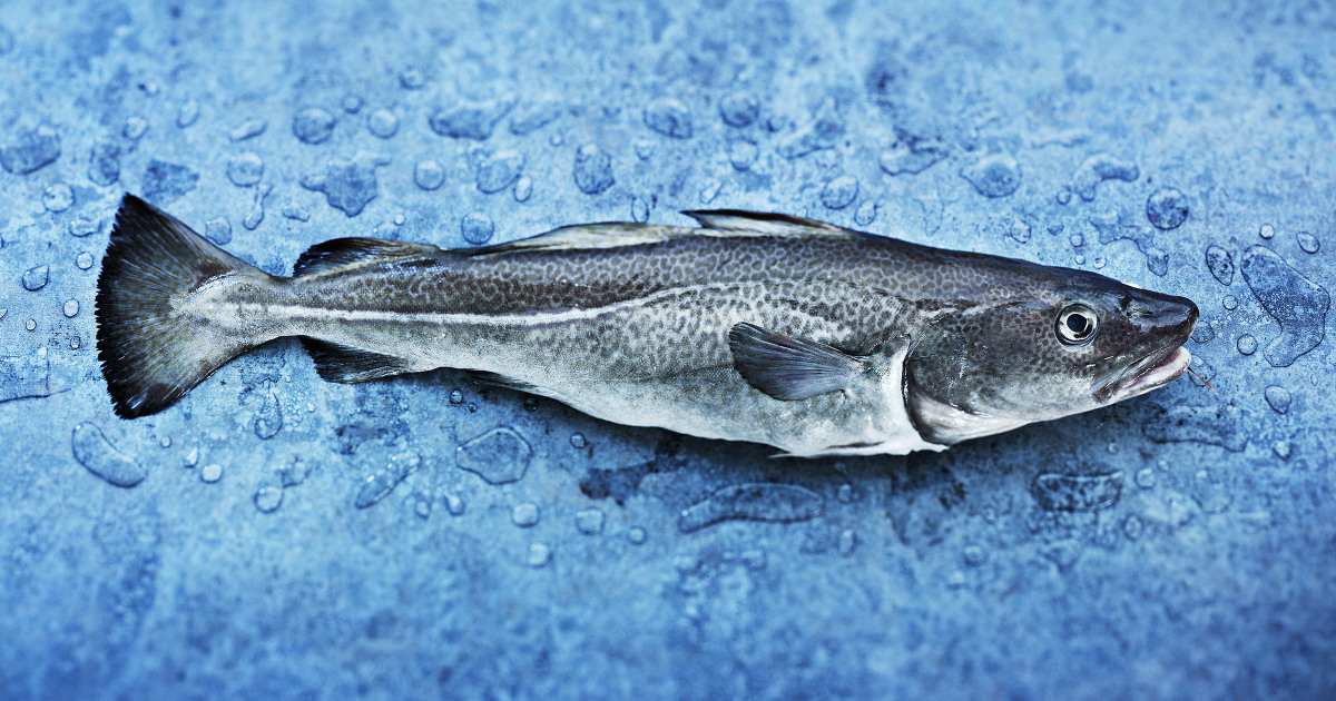 Royal Greenland Posts Record Profit and Continued Growth in Sales of ...