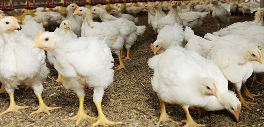 Keeping Chicken Affordable in Times of Major Cost and Supply Challenges ...